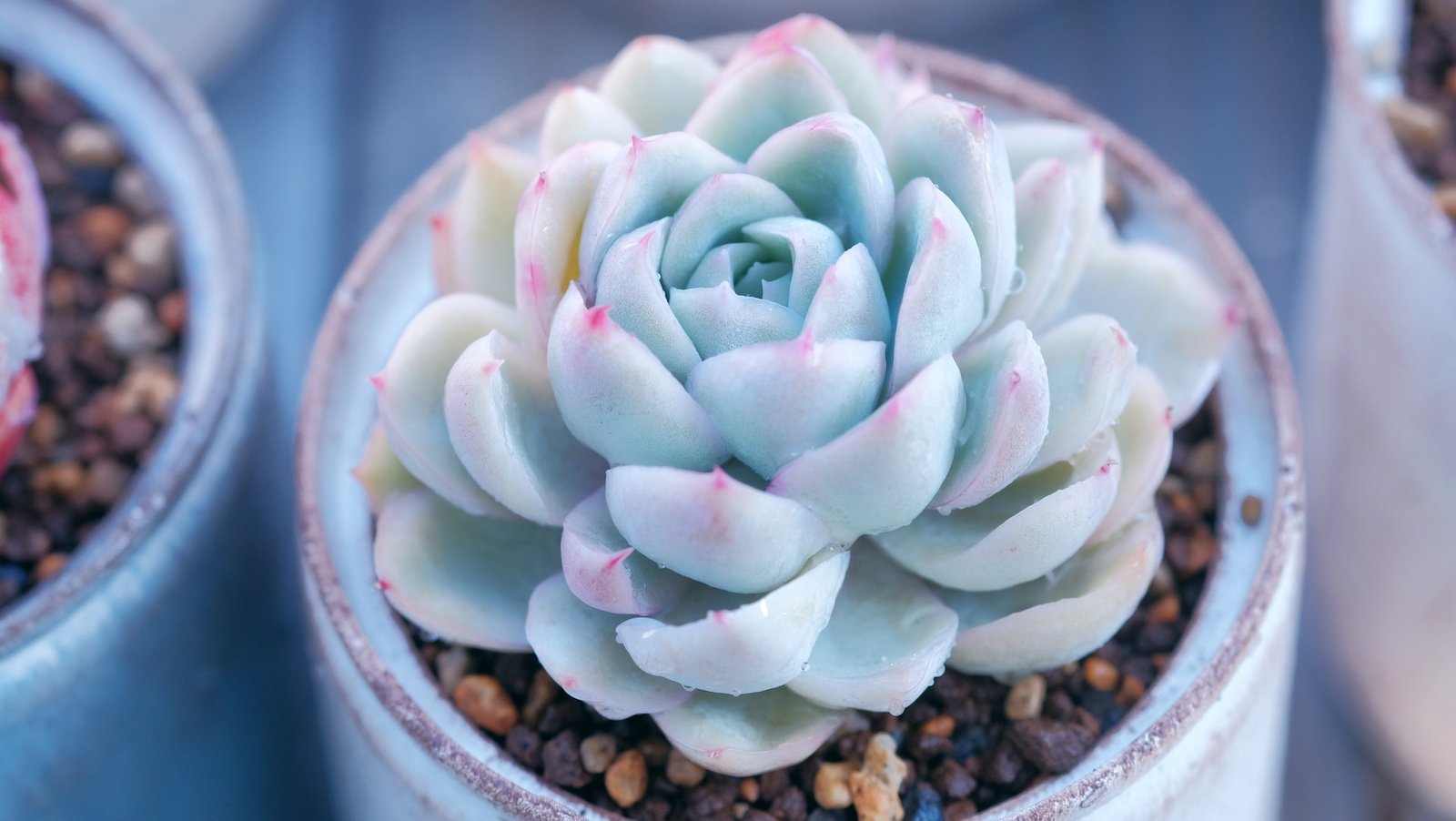Echeveria Blue Prince: A Detailed Guide for Succulent Enthusiasts