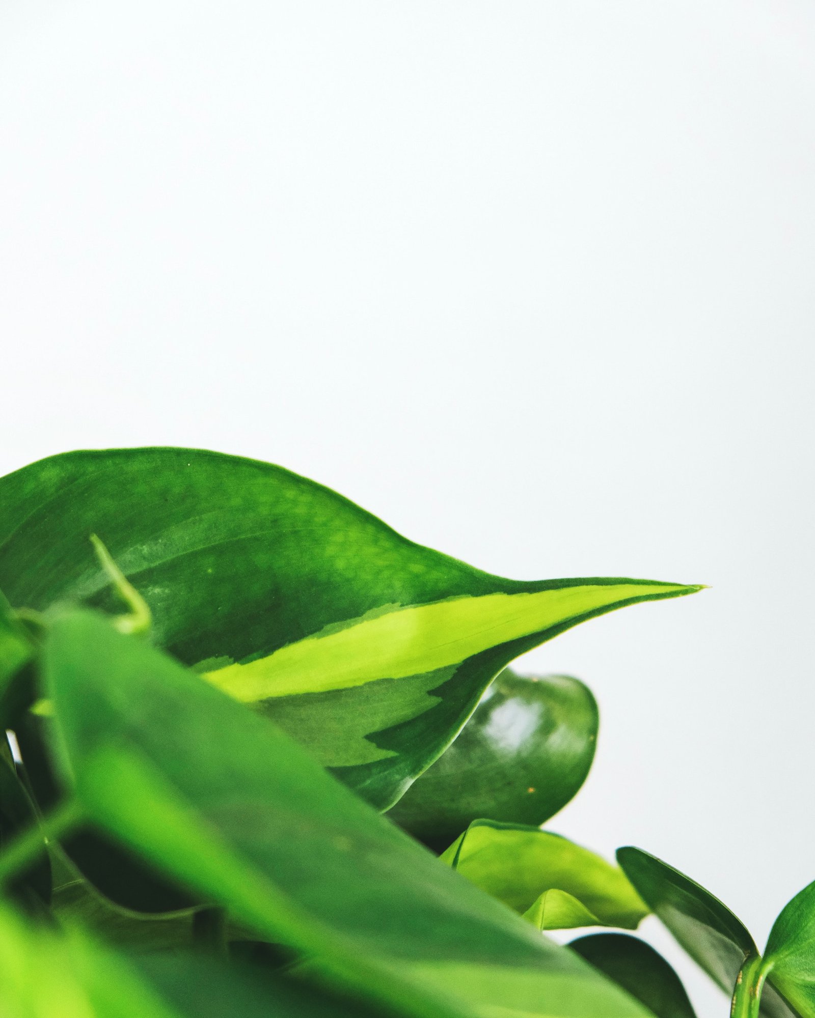 White Princess Philodendron: Exploring the Beauty