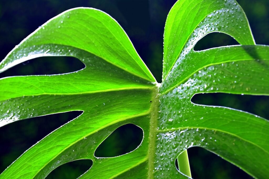 Philodendron Golden Dragon: How to Grow and Care