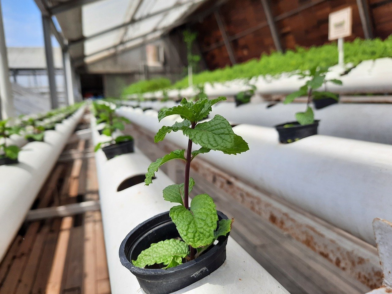 Exploring The Benefits: Are Hydroponics Healthy