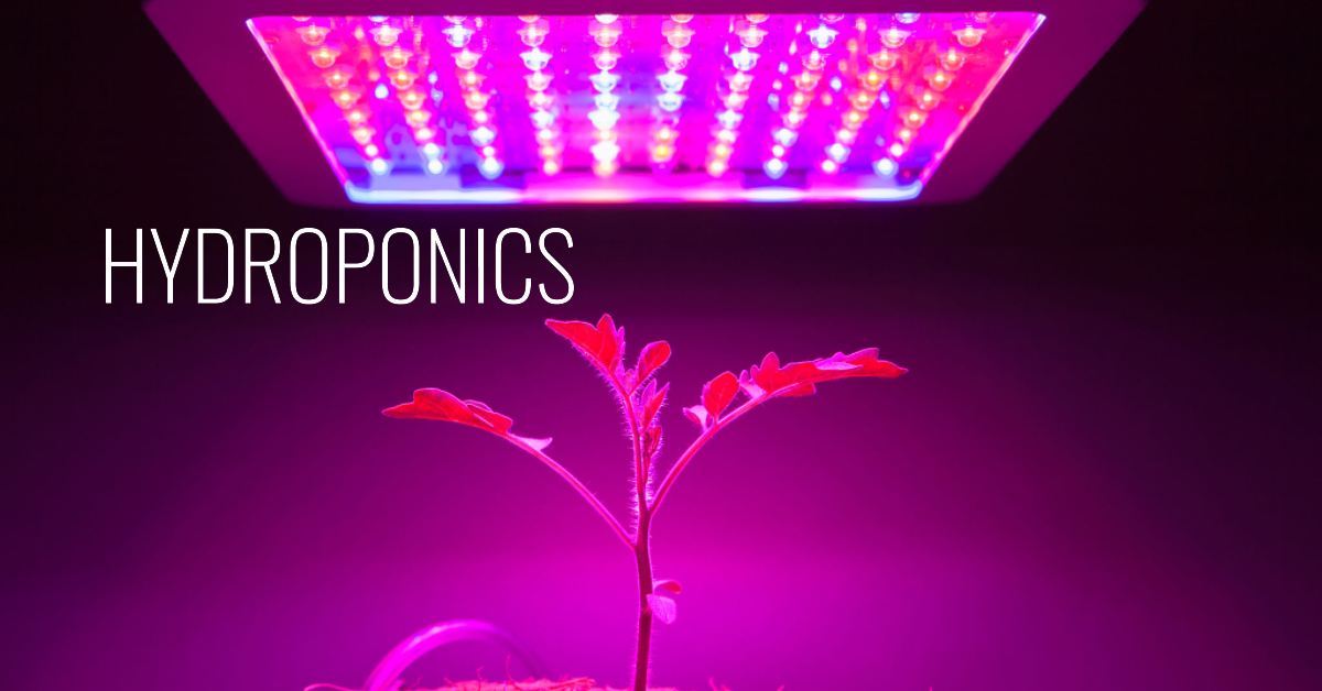 Nurturing Nature: The Power of Hydroponics