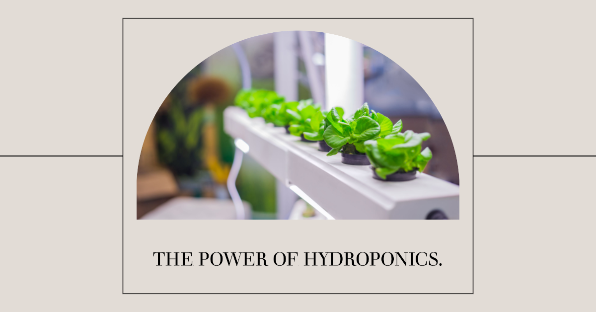 Nurturing Nature: The Power of Hydroponics